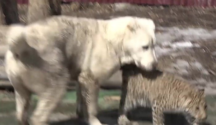 โกลเด้นเลี้ยงเสือดาวเหมือนลูก