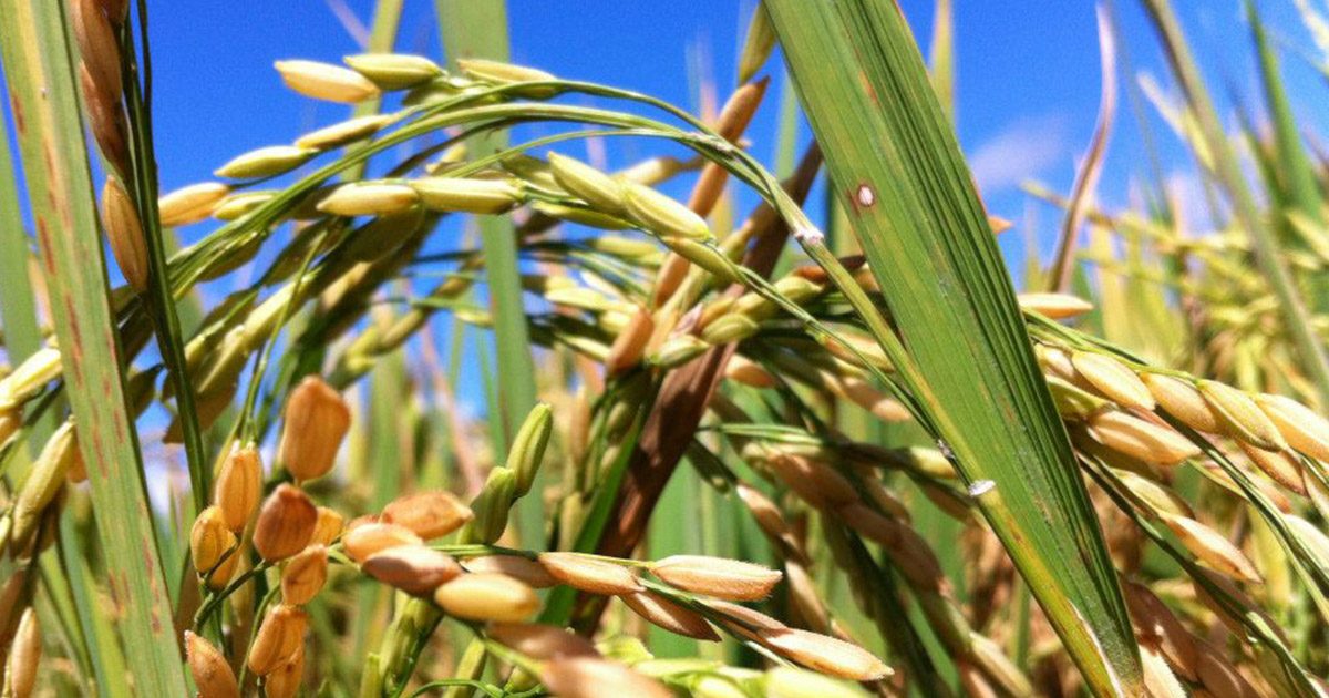 ธกส.ขยายเวลาพักชำระหนี้เกษตรกร