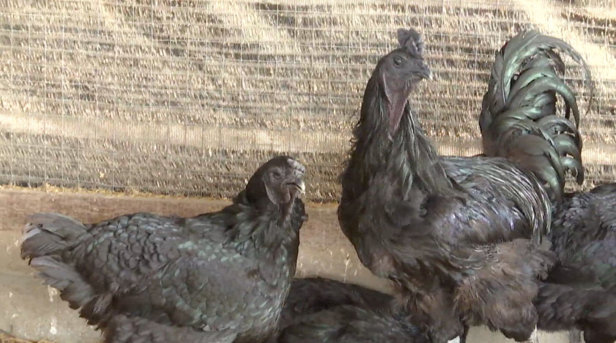 ทำความรู้จัก! “ไก่ดำภูพาน” สัตว์เศรษฐกิจในอนาคต