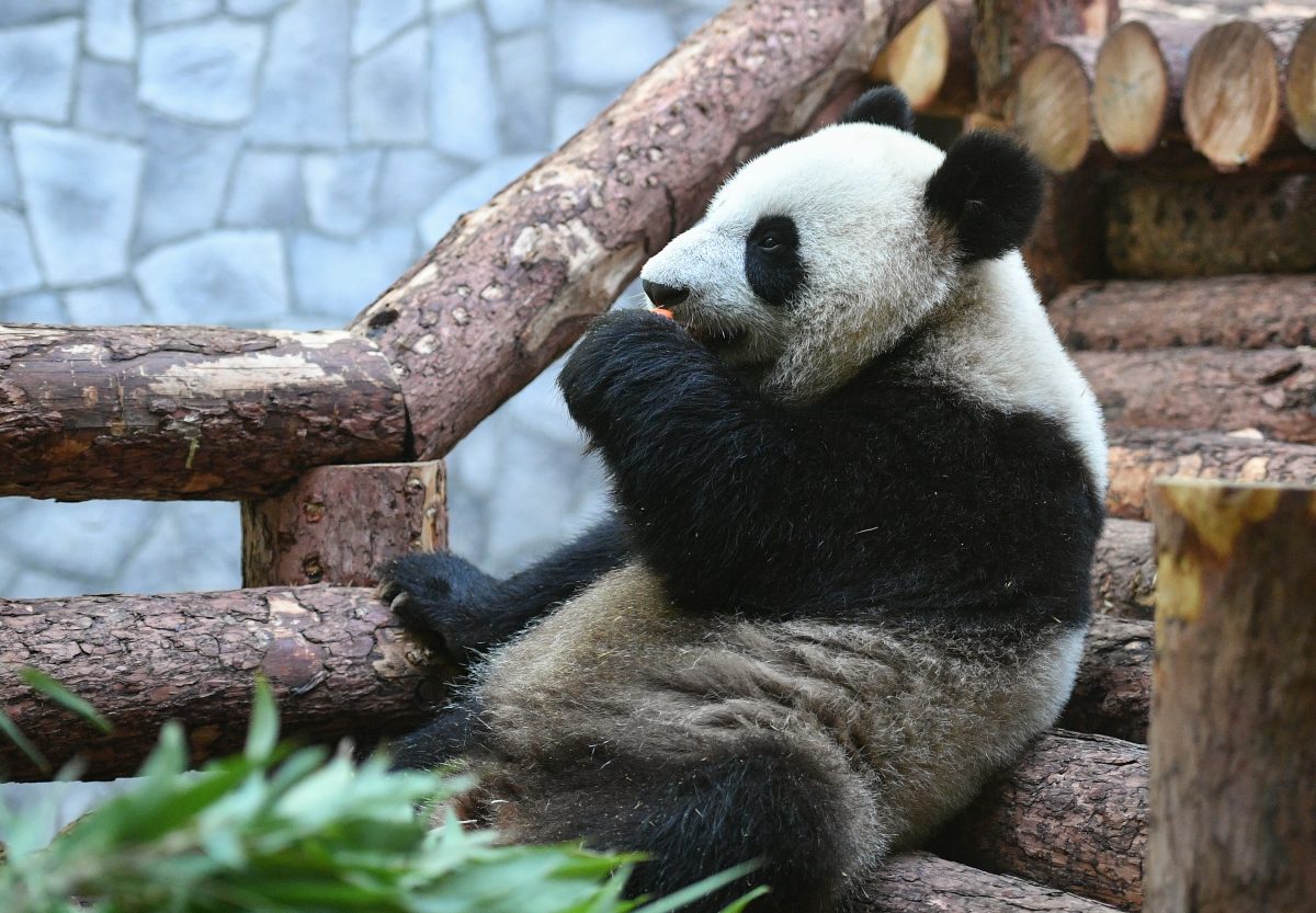 One of the two giant pandas handed over by China to Russia is seen in ...