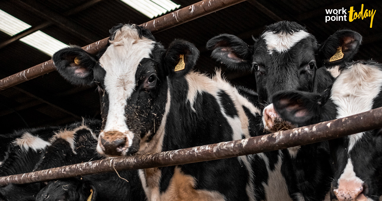 ธ.ก.ส. เปิดตัวประกันภัยโคเนื้อ คุ้มครองอุบัติเหตุ-ป่วยตาย หวังบรรเทา ...