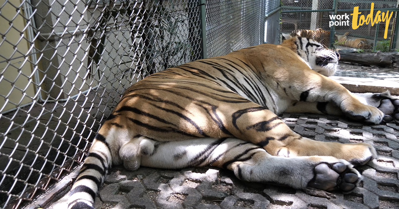 แจงดราม่าจับไข่เสือ ปกติให้ นทท.จับแค่ตัว ยันเสือเลี้ยงไม่ดุ มีคนคุมอยู่