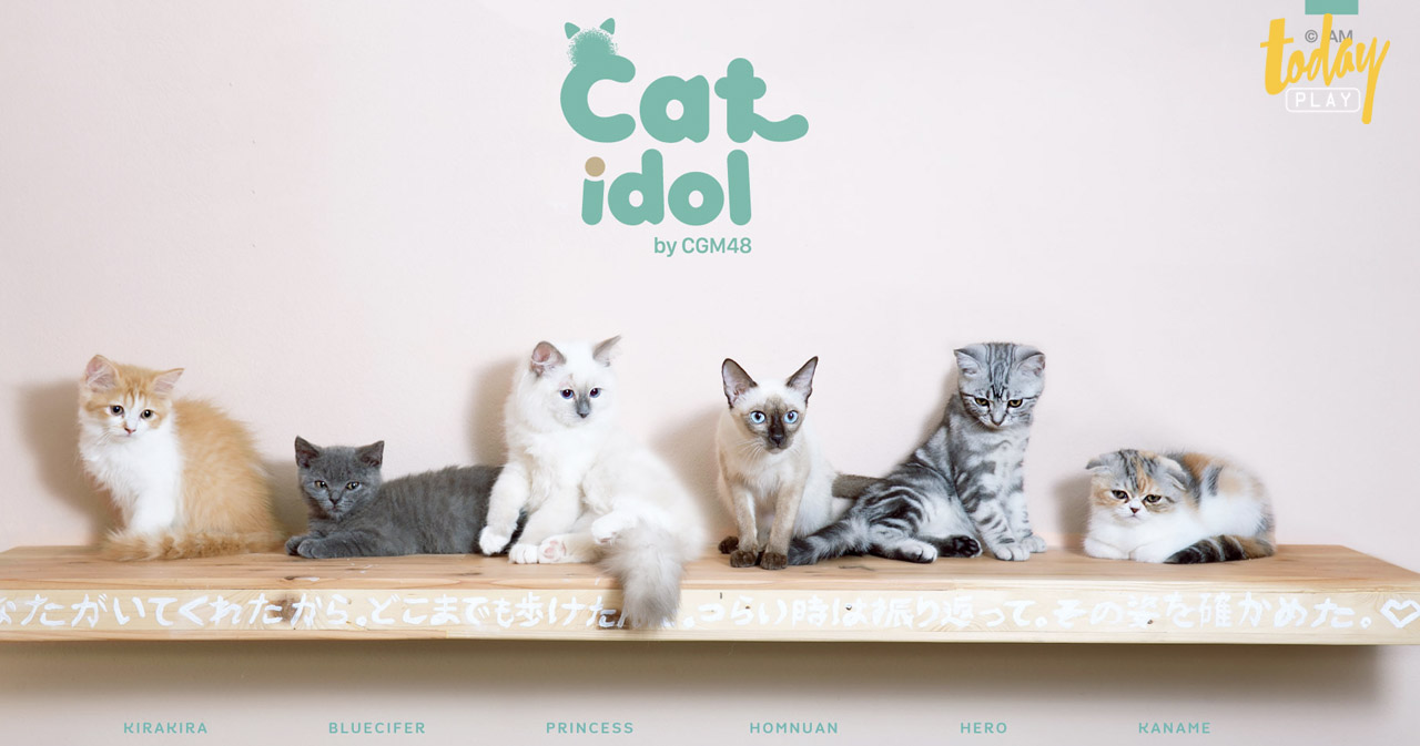 iAM สร้าง INFLUENCER ปั้นไอดอลสัตว์เลี้ยง ‘CAT IDOL by CGM48’