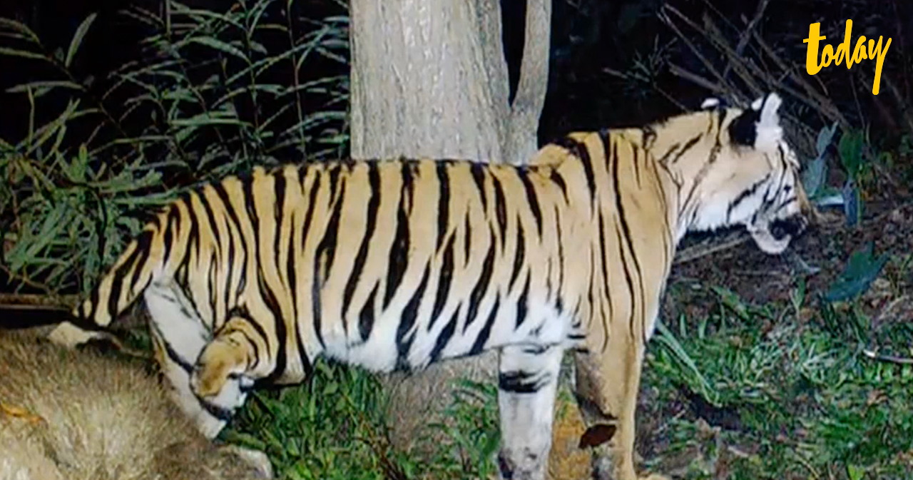 พบซากอุ้งเท้าเสือติดบ่วงแร้ว ดิ้นจนขาขาดในเขตอุทยานแห่งชาติเขาแหลม