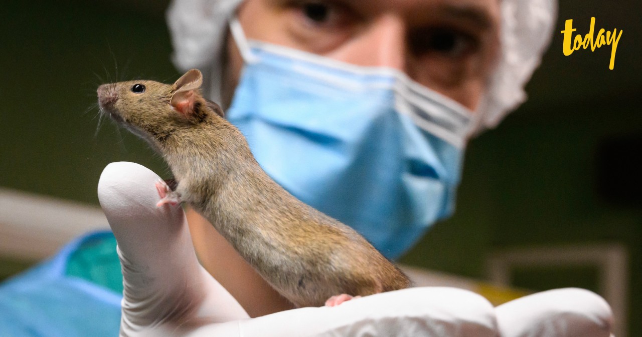 ชาวสวิสออกเสียงประชามติ ตัดสินใจไม่แบนการทดลองในสัตว์ ด้วยคะแนนถึง 79%