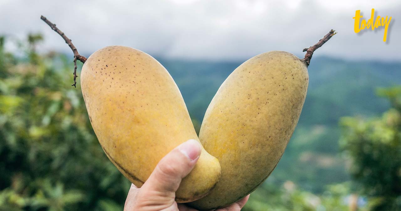 นายกฯ พอใจ ส่งออกมะม่วงไทยอันดับที่ 2 ในอาเซียน และอันดับ 7 ของโลก เร่ง ...