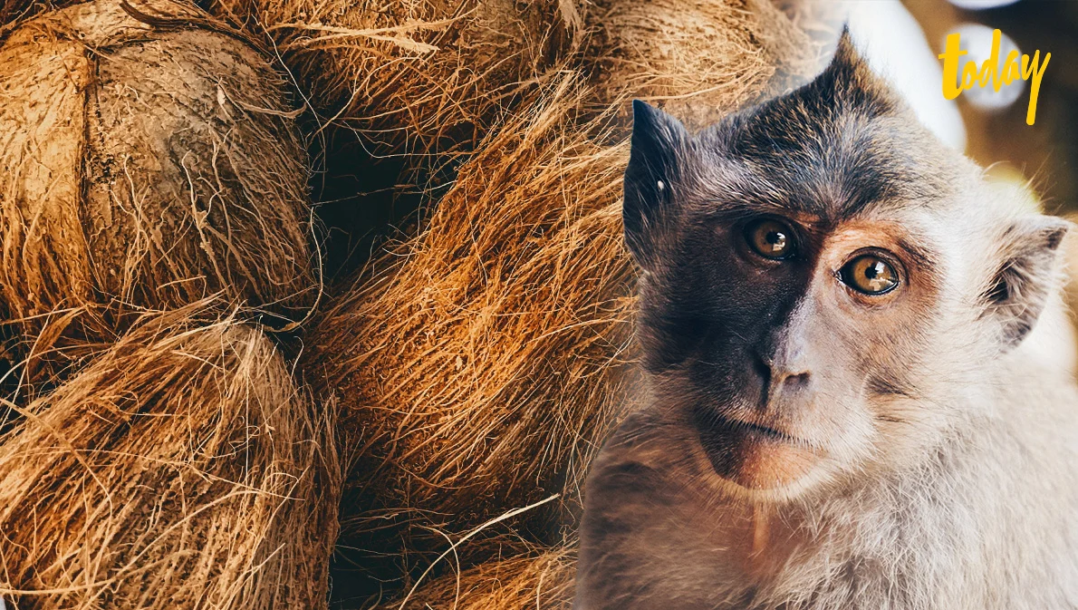 กษ.ดันมาตรการ GAP Monkey Free Plus สยบปัญหาใช้ลิงเก็บมะพร้าว