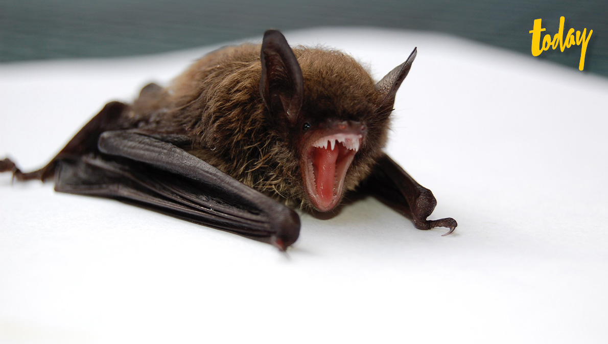 ครูสาวโชว์กินค้างคาว ขอโทษ ยอมรับขาดสติ คิดน้อยเกินไป