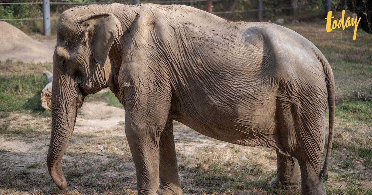 เปิดภาพช้างกระดูกสันหลังผิดรูป หลังทำงานมานานกว่า 25 ปี เคยต้องแบกนัก ...