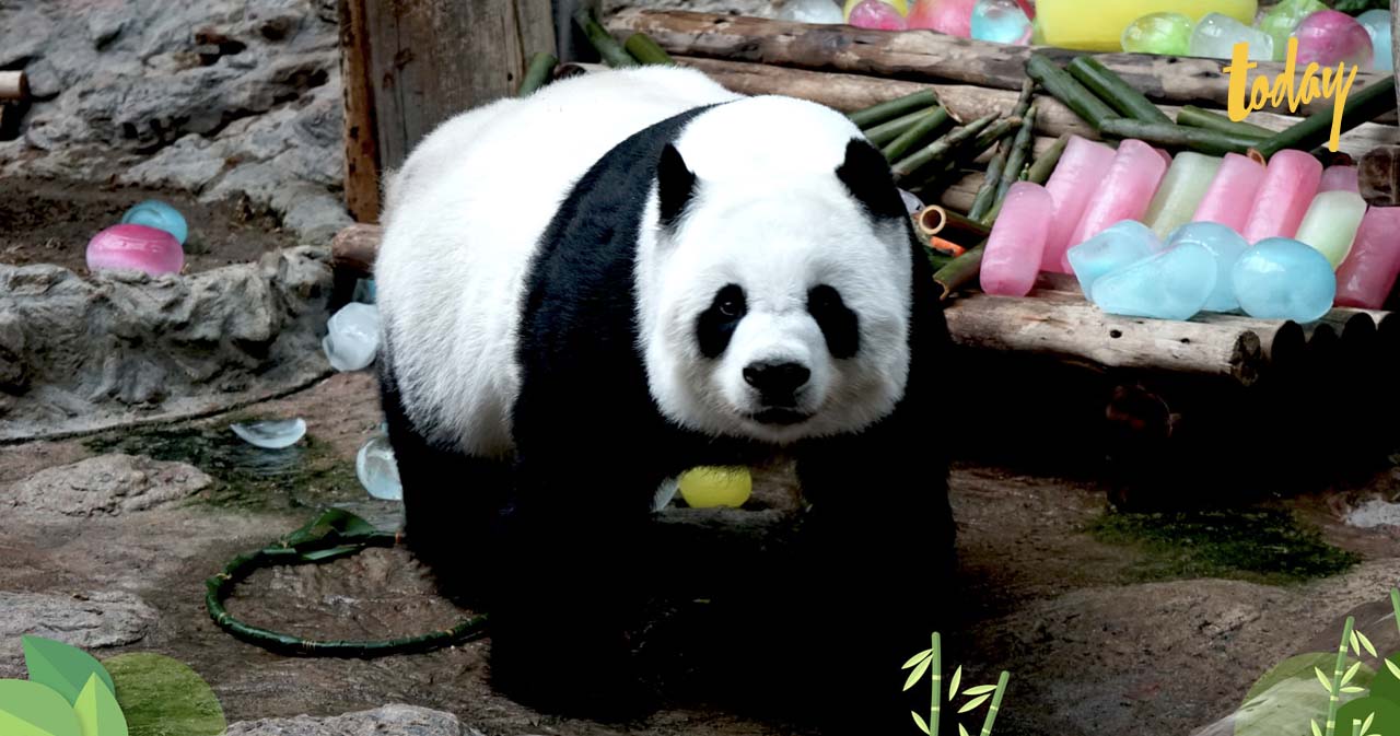 ‘หลินฮุ่ย’ ตายแล้ว เปิดเรื่องราวของแพนด้าเพศเมีย ทูตสันถวไมตรีไทย-จีน