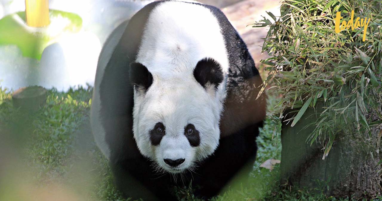 สวนสัตว์เชียงใหม่ แถลง ‘หลินฮุ่ย’ มีเลือดกำเดาไหล ก่อนจากไปในวัย 21 ปี ...