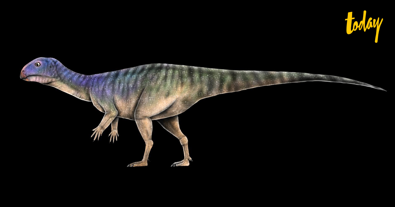 ไทยพบไดโนเสาร์สายพันธุ์ใหม่ของโลก ‘มินิโมเคอร์เซอร์ ภูน้อยแอนซิส’ อายุ ...